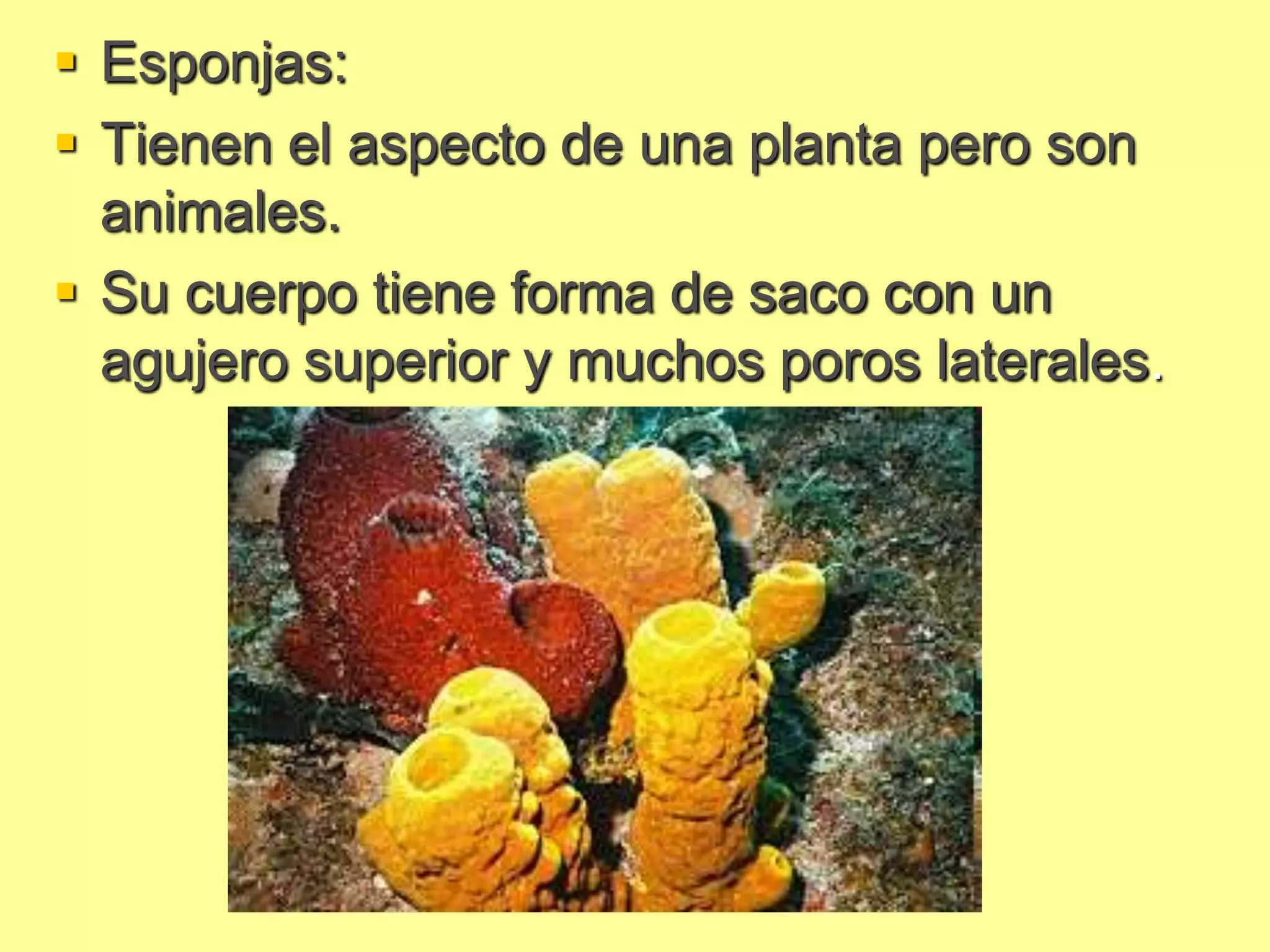 Animales invertebrados | PPT