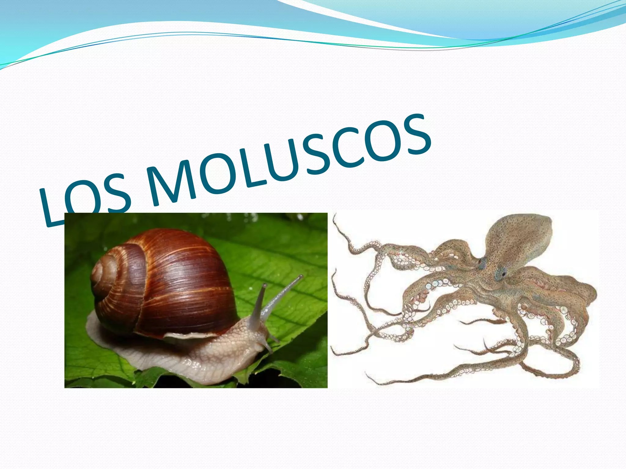 Animales invertebrados | PPT