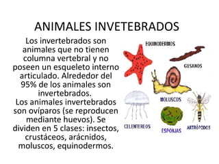 Animales invertebrados | PPTX