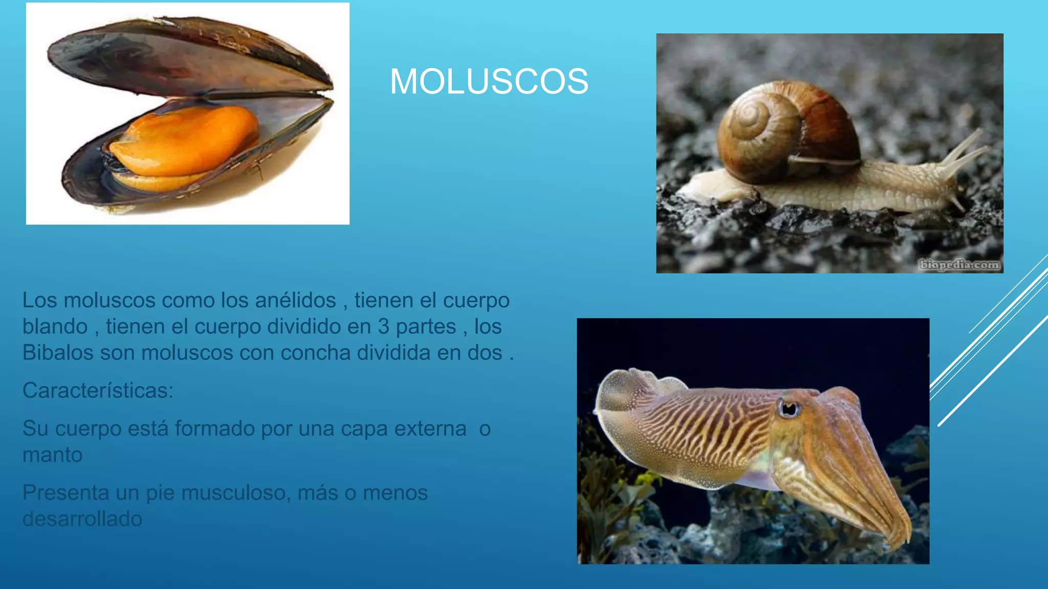 Animales invertebrados | PPTX