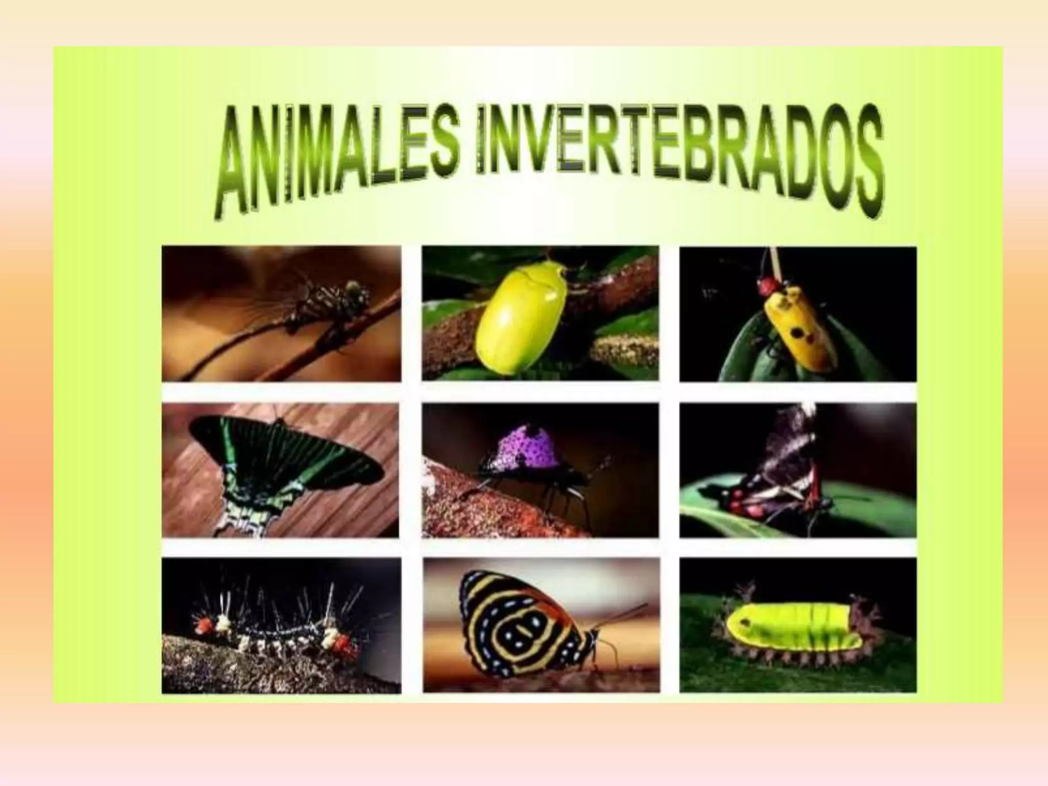 Animales invertebrados | PPTX