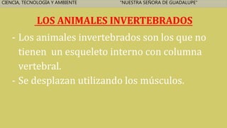 Animales invertebrados | PPTX
