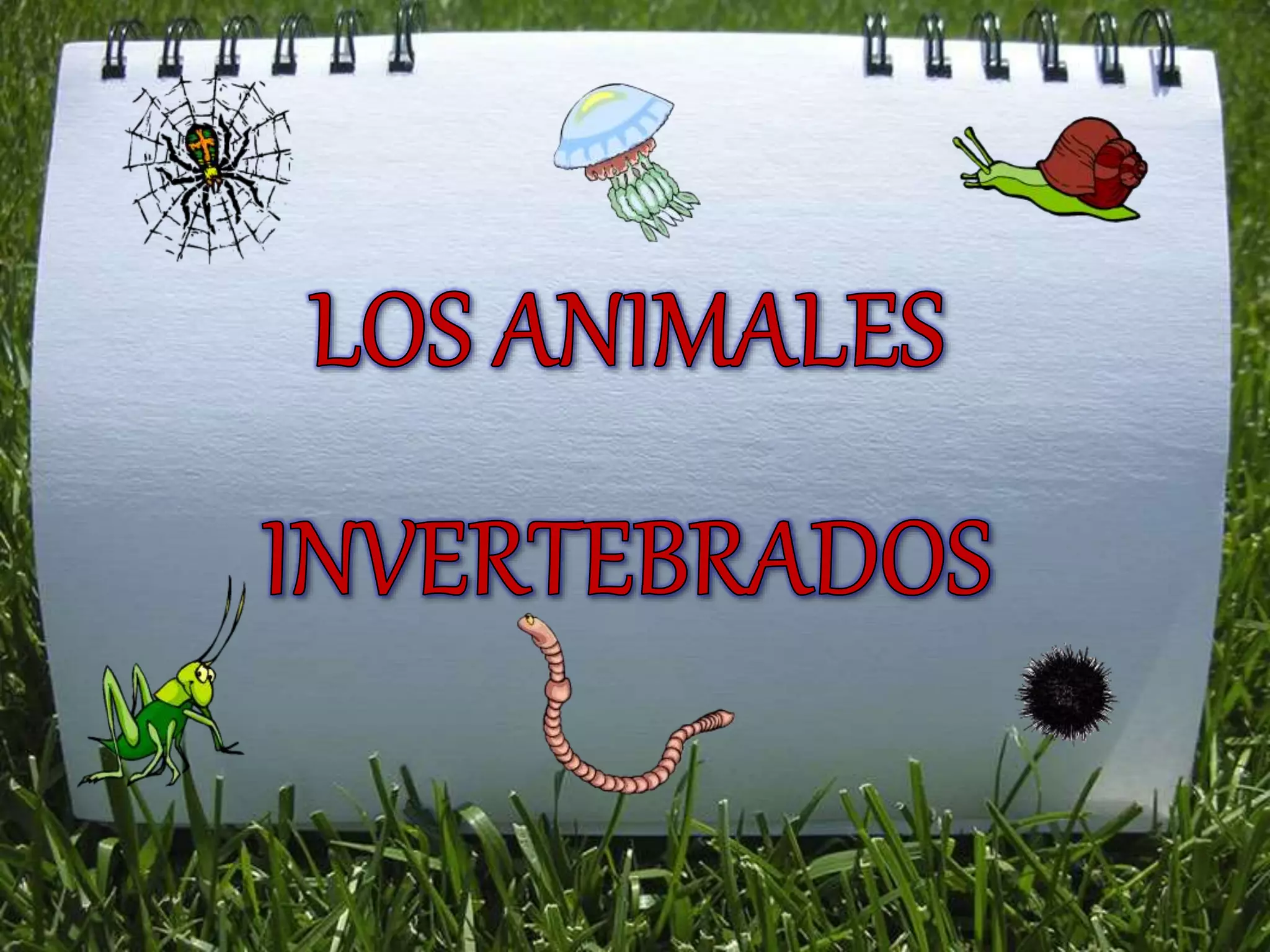 Animales invertebrados | PPTX