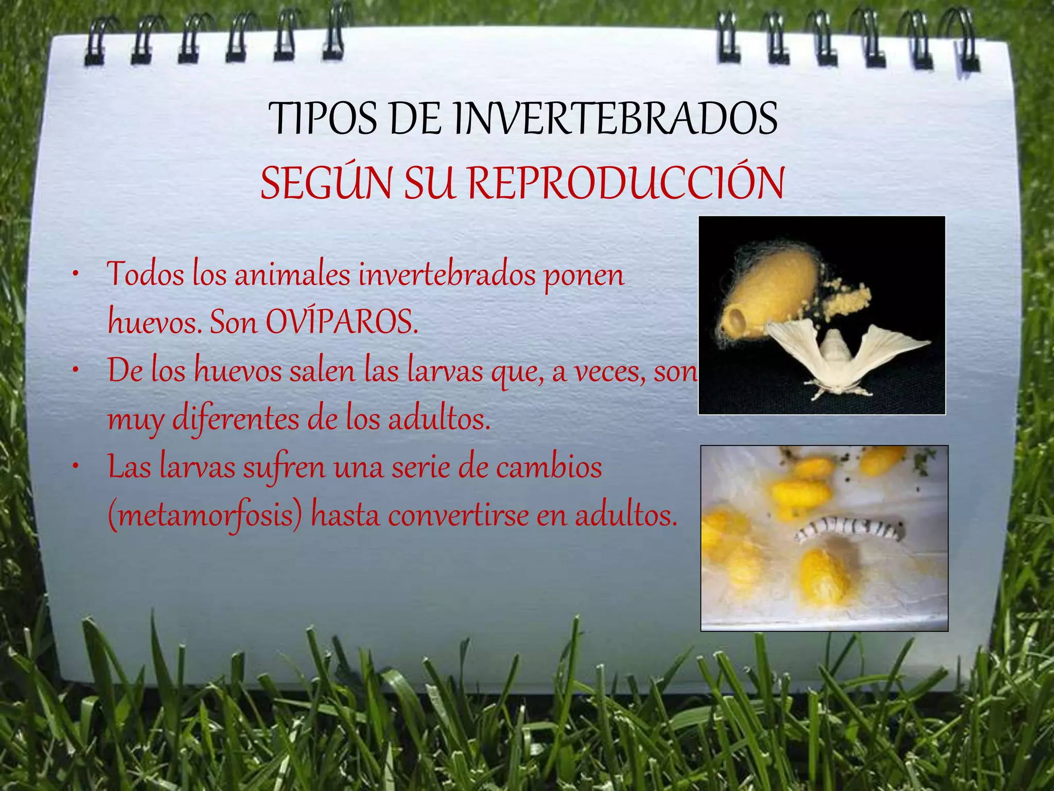 Animales invertebrados | PPTX