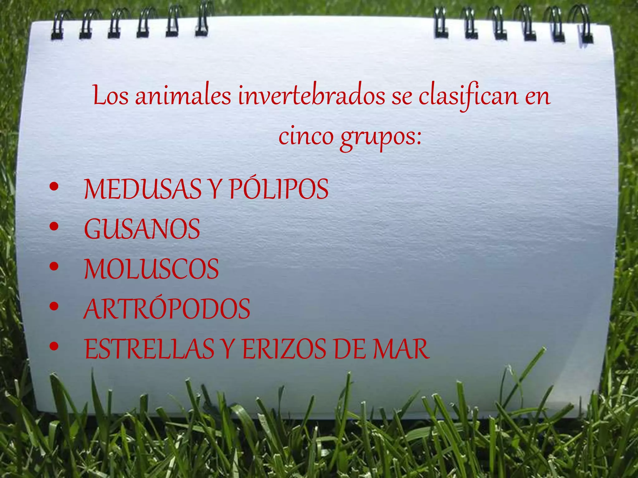 Animales invertebrados | PPT