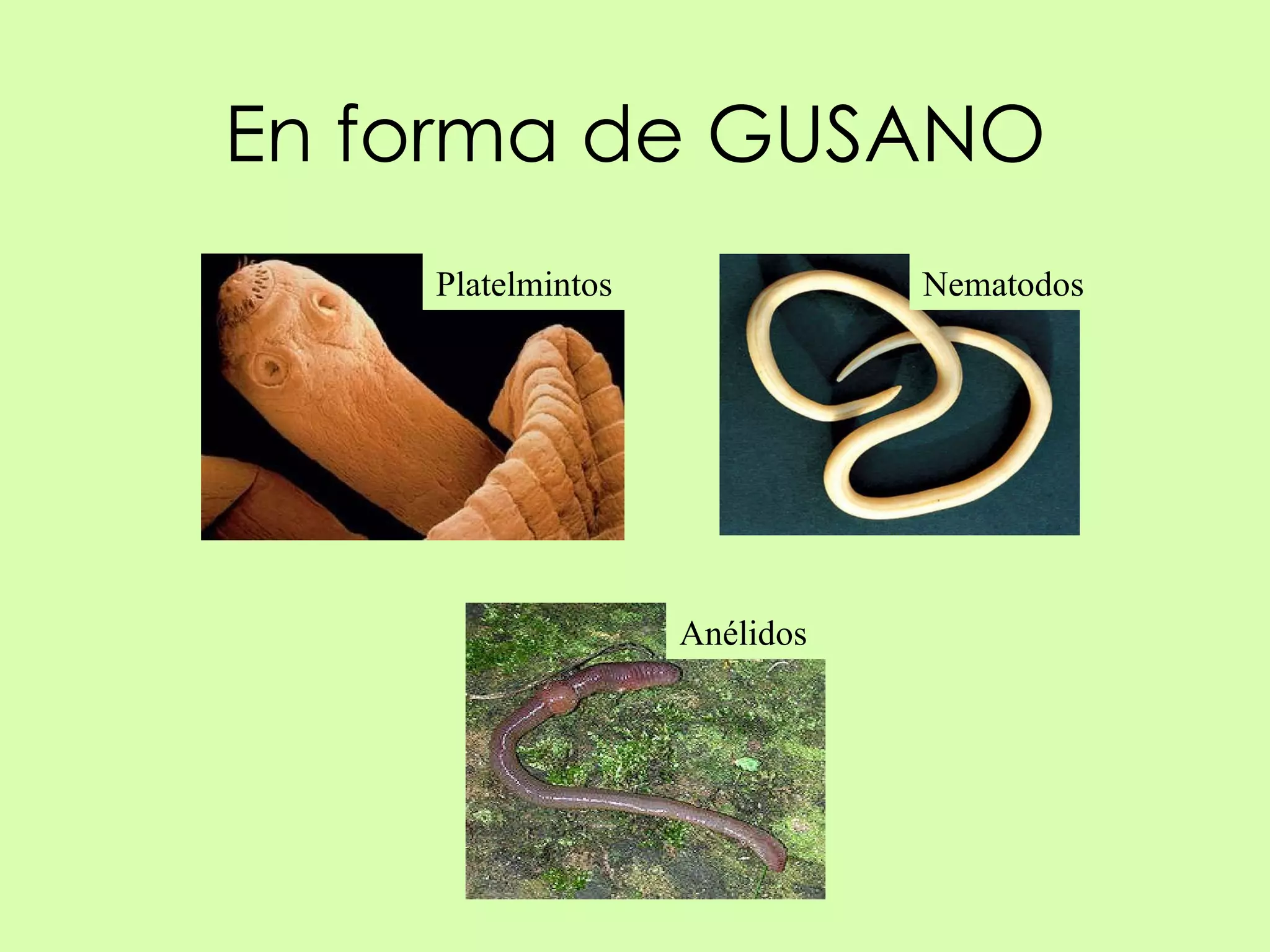 Animales invertebrados.eva del pozo 1ºb | PPT