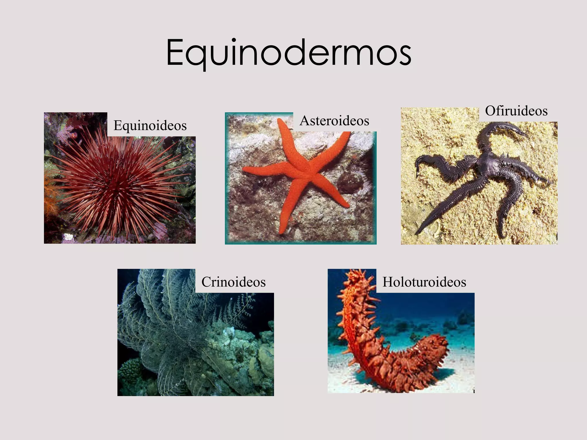 Animales invertebrados.eva del pozo 1ºb | PPT