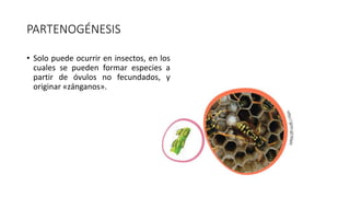 Animales invertebrados (1) | PPTX
