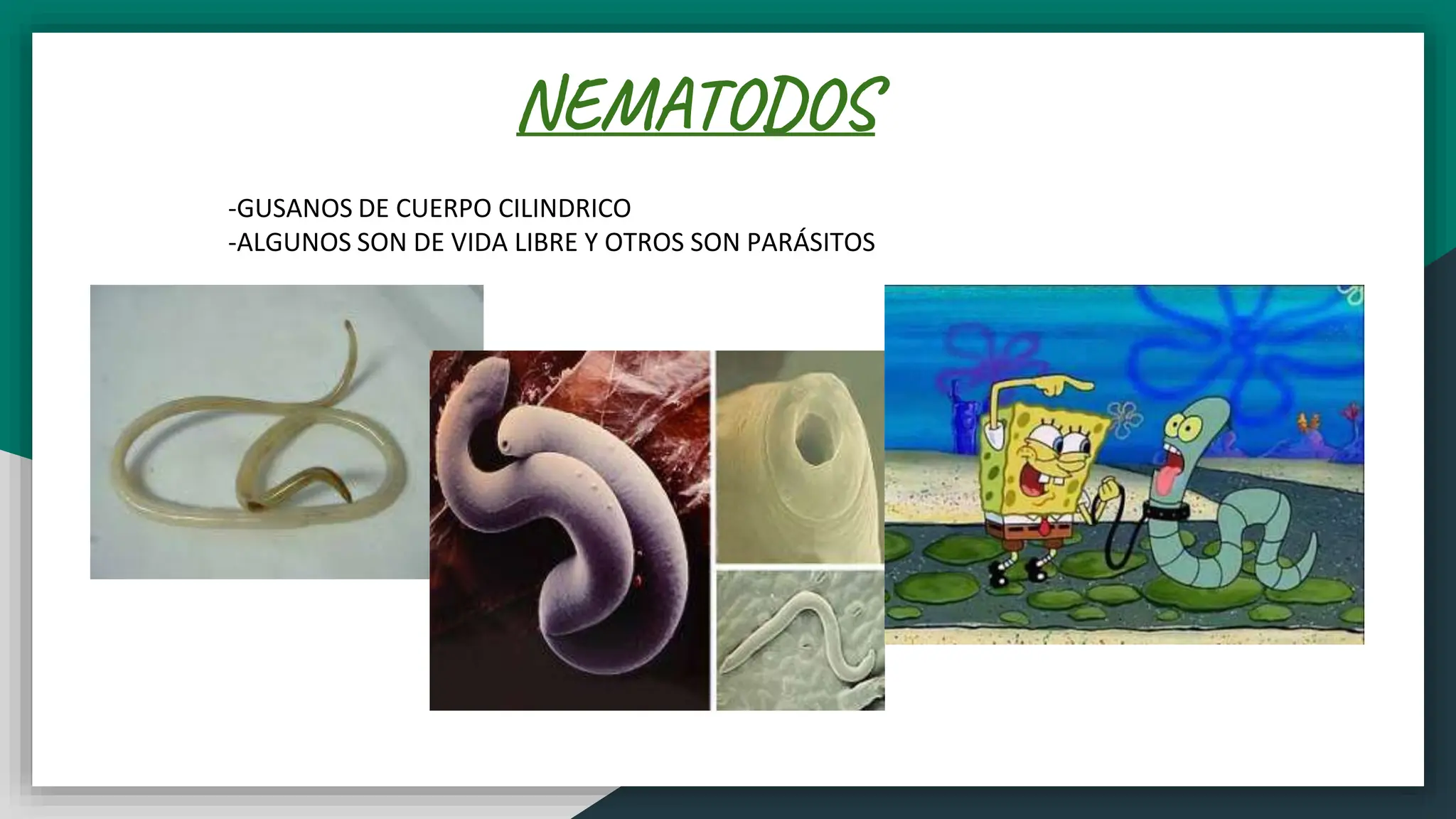 ANIMALES INVERTEBRADOS para 1º ESO. Ejemplos | PPTX