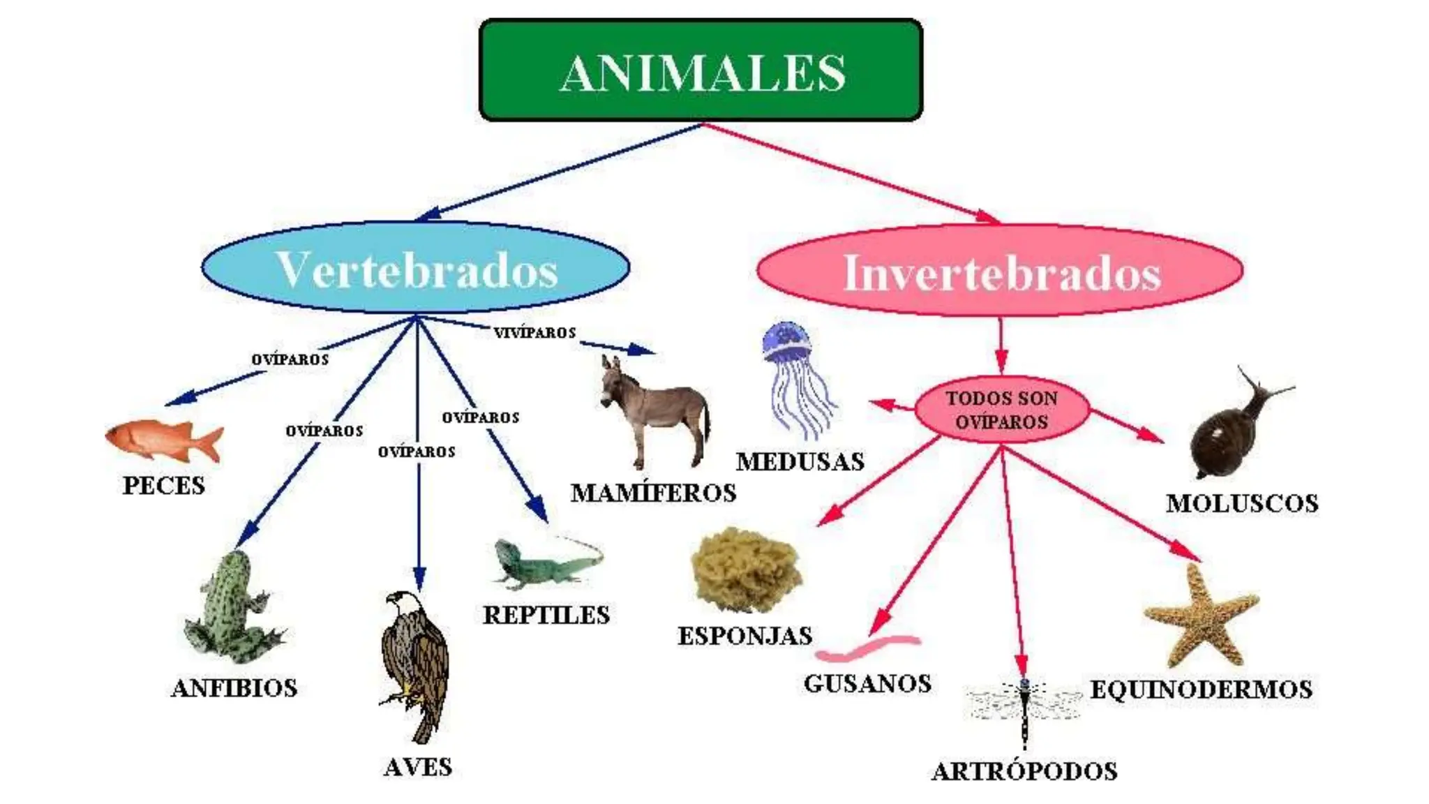 ANIMALES INVERTEBRADOS para 1º ESO. Ejemplos | PPTX