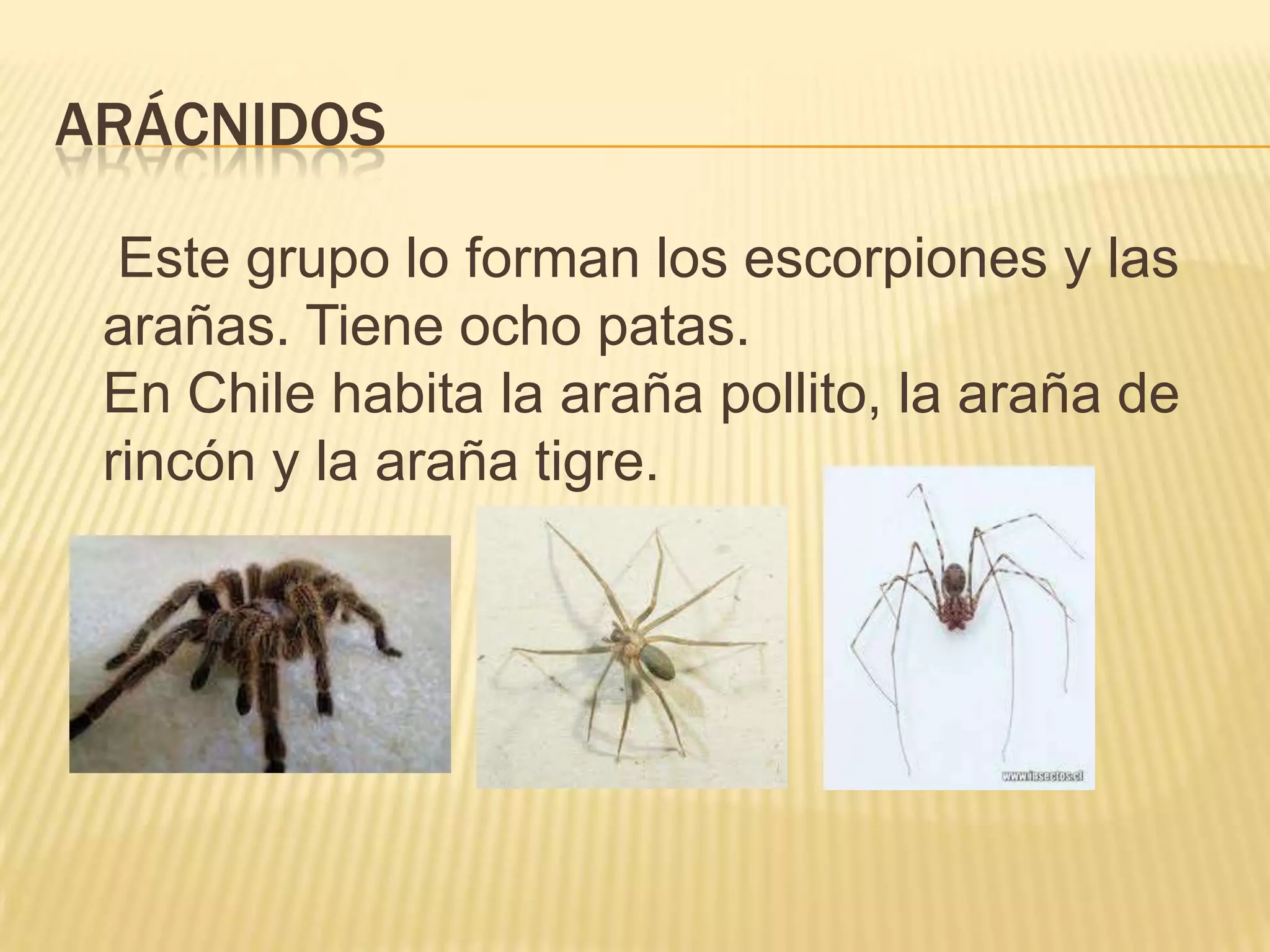 Animales invertebrados ppt | PPTX
