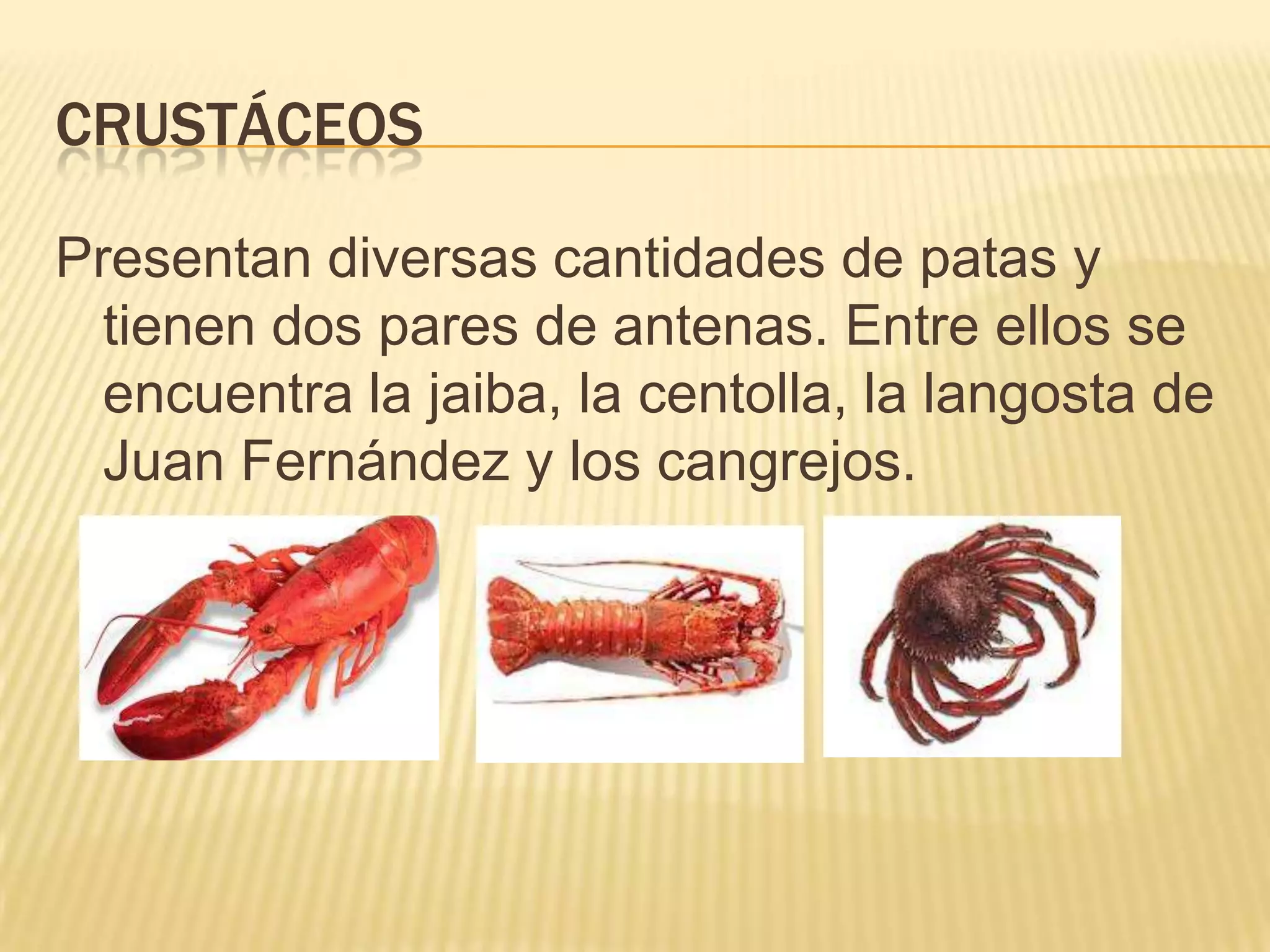 Animales invertebrados ppt | PPTX