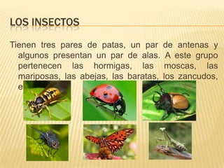 Animales invertebrados ppt | PPTX
