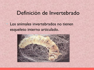 Animales invertebrados y_vertebrados1032 | PPT