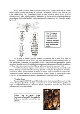 Animale si plante insecte colonizatoare | PDF