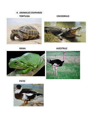 Animales Ovíparos Con Nombres