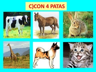 Animales por el nº de patas 1º | PPTX