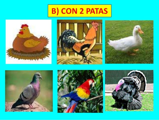 Animales por el nº de patas 1º