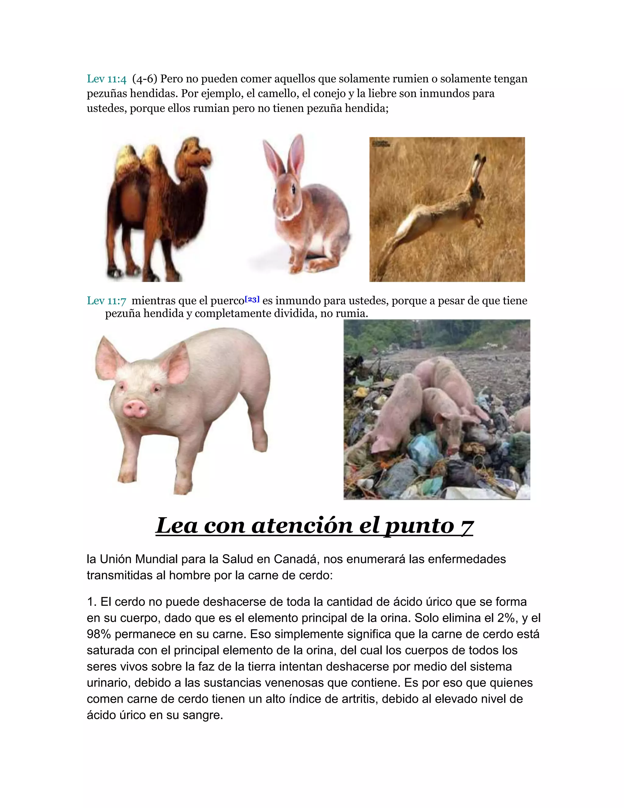Animales puros e impuros | PDF