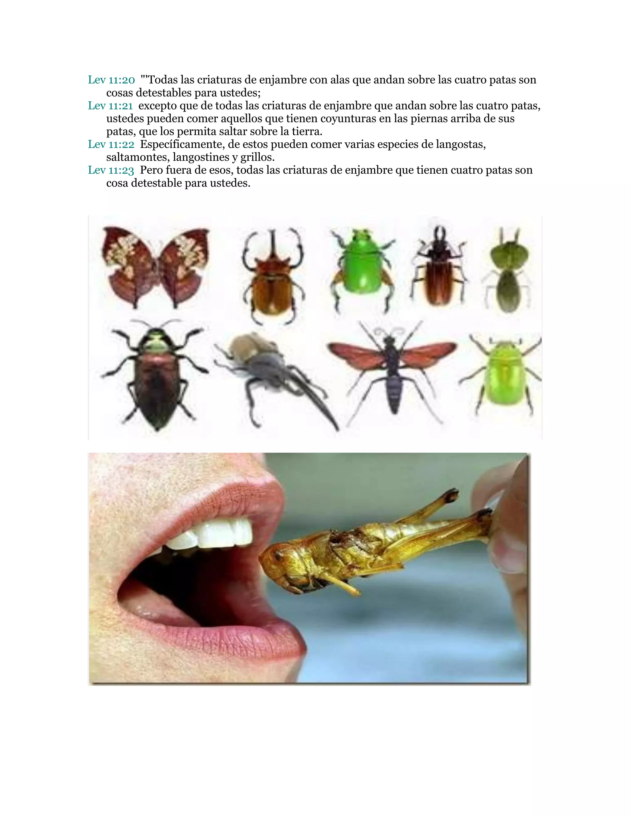 levitico 11 Animales puros e impuros | DOCX