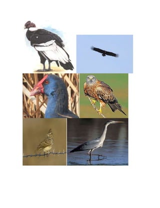 levitico 11 Animales puros e impuros | DOCX