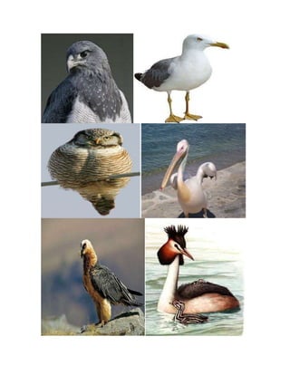 levitico 11 Animales puros e impuros | DOCX