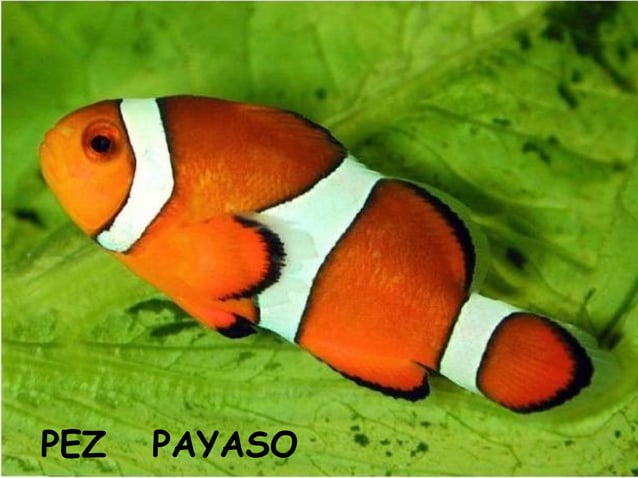 Animales que nacen de huevos | PPT