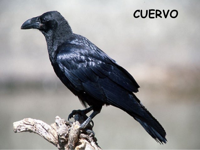 Animales que nacen de huevos