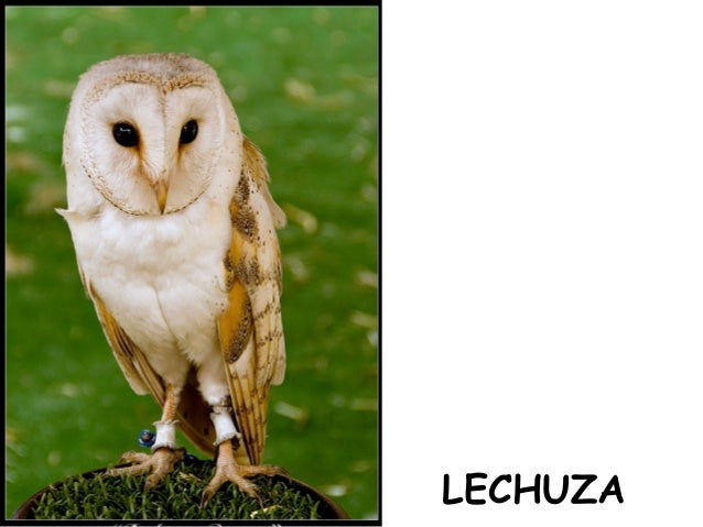 Animales que nacen de huevos