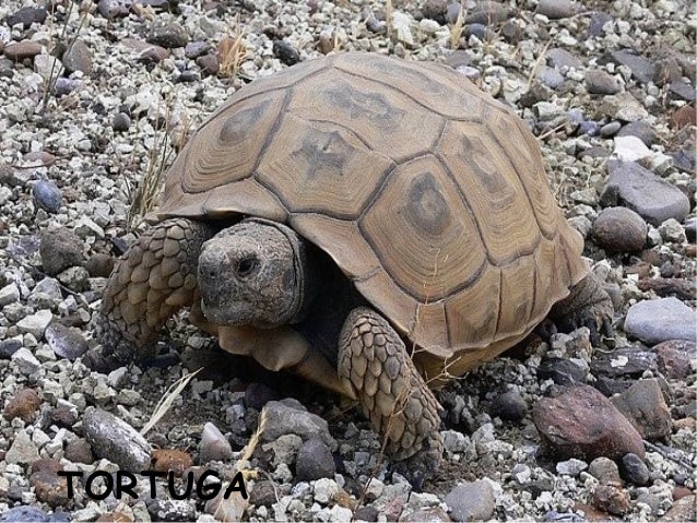 Animales que nacen de huevos