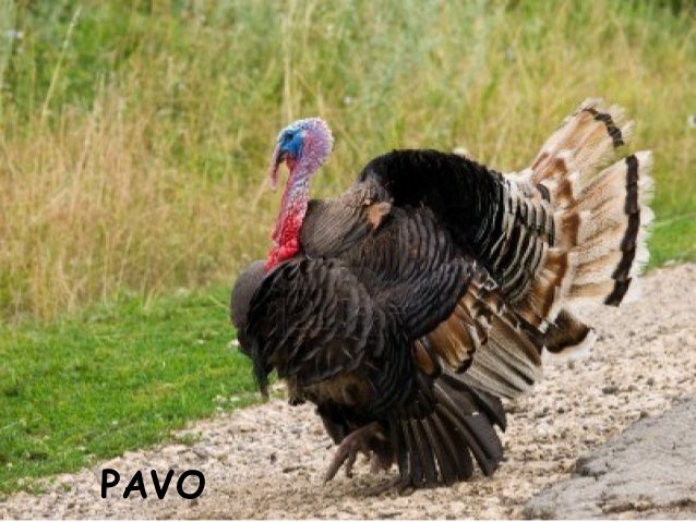 Animales que nacen de huevos