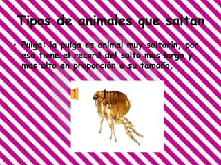 Animales que saltan conny | PPTX