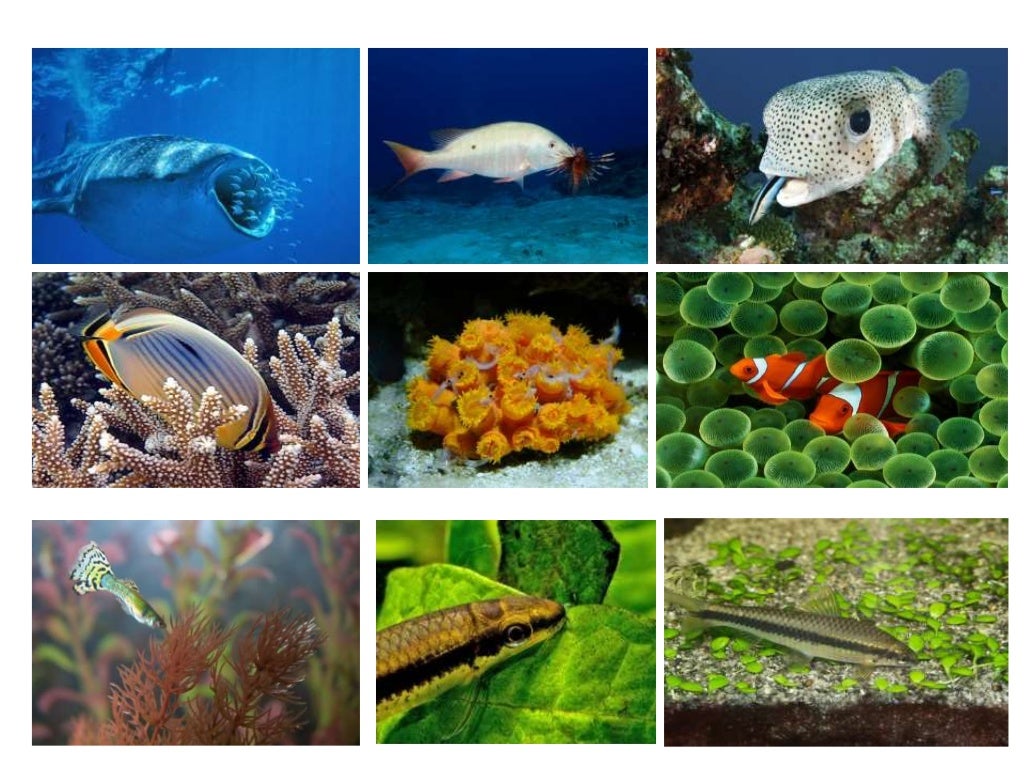 Animales que viven debajo del agua