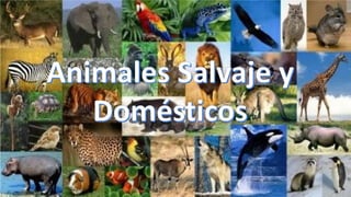 Animales salvaje y domesticos | PPTX