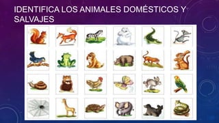 Animales salvaje y domesticos | PPTX