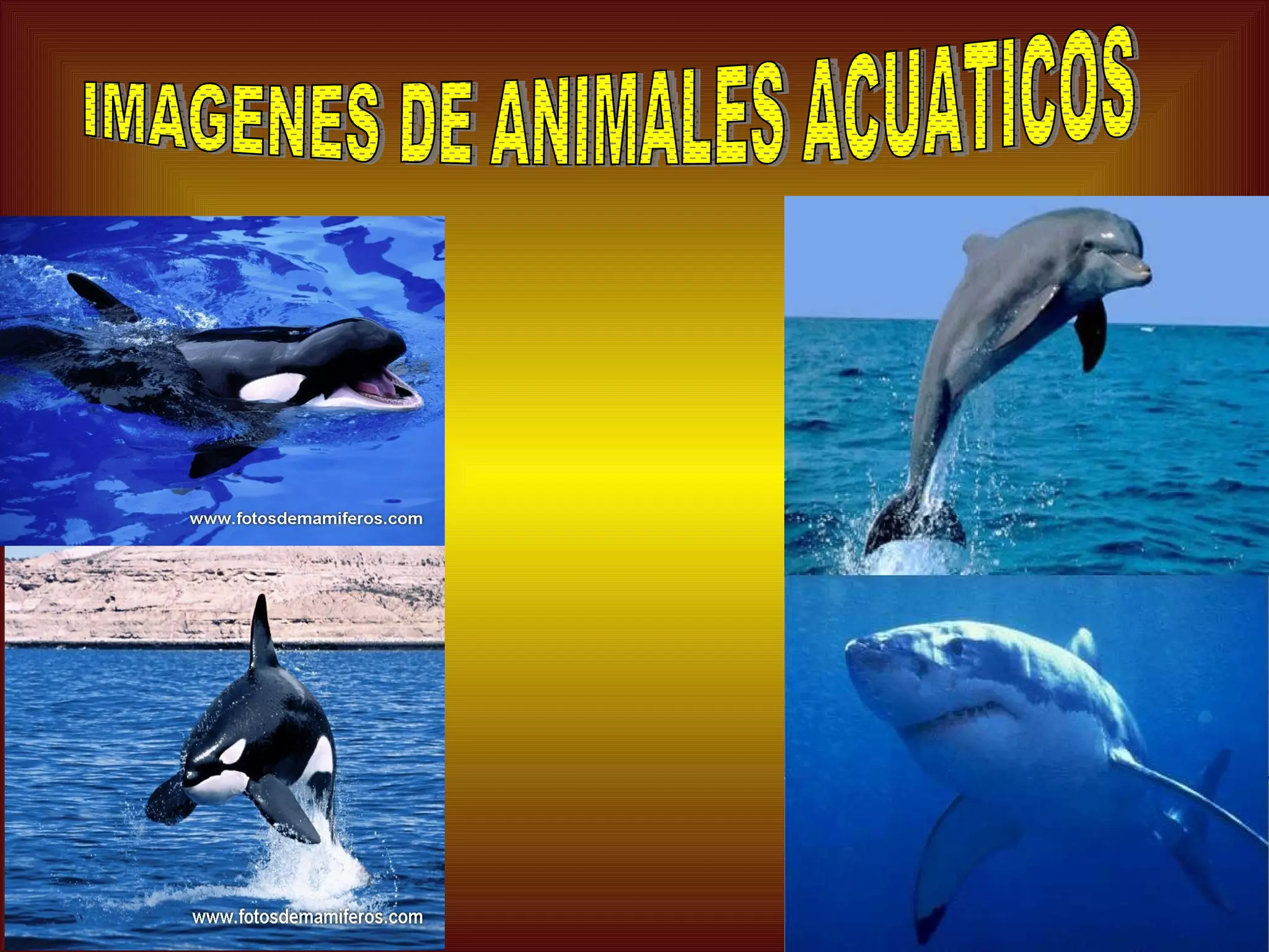 Animales terrestres y acuáticos a.rivera, m. rodriguez | PPT
