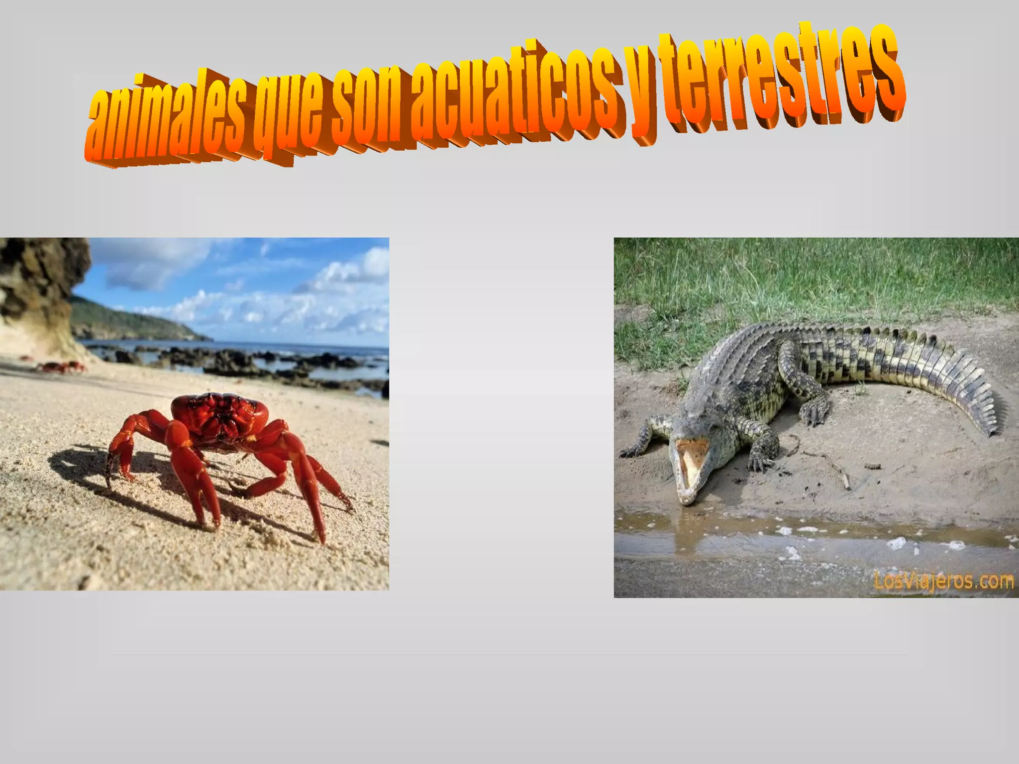 Animales terrestres y acuáticos a.rivera, m. rodriguez | PPT