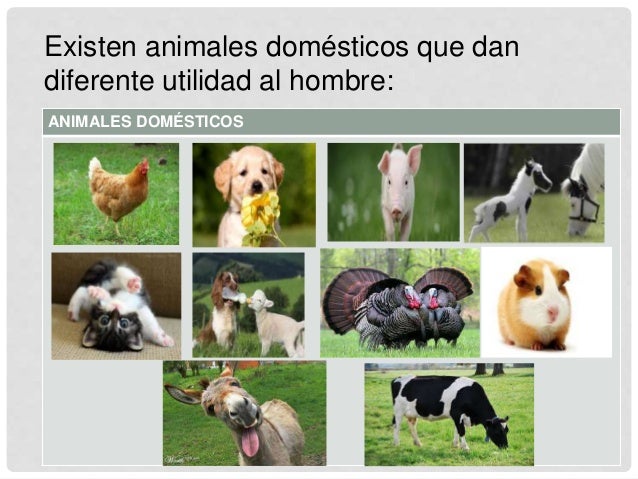 Animales ùtiles al hombre