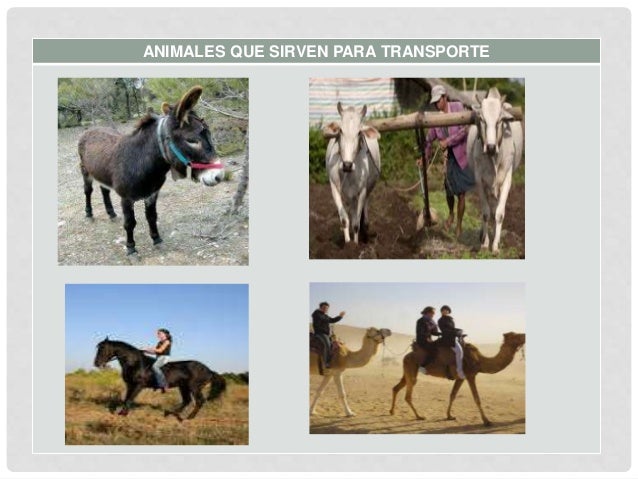 Animales ùtiles al hombre