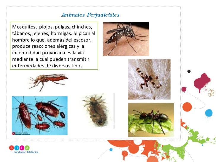 Animales Útiles y Perjudiciales