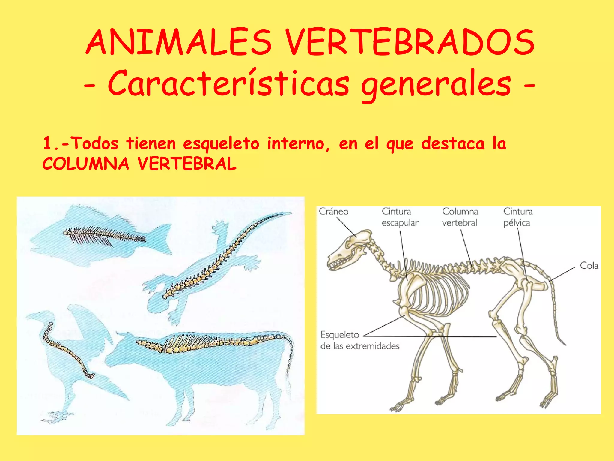 Esqueleto De Vertebrados