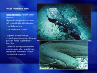 Animales vertebrados | PPT