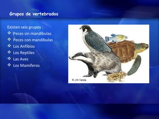 Animales vertebrados | PPT