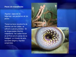 Animales vertebrados | PPT