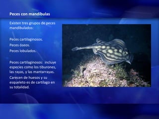 Animales vertebrados | PPT
