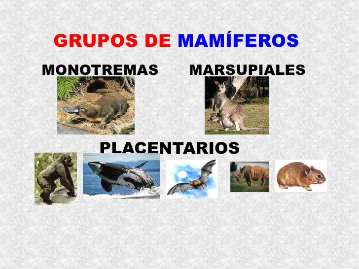 CLASIFICACION DE LOS ANIMALES: ANIMALES VERTEBRADOS TERRESTRES