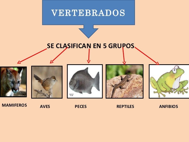 Animales vertebrados