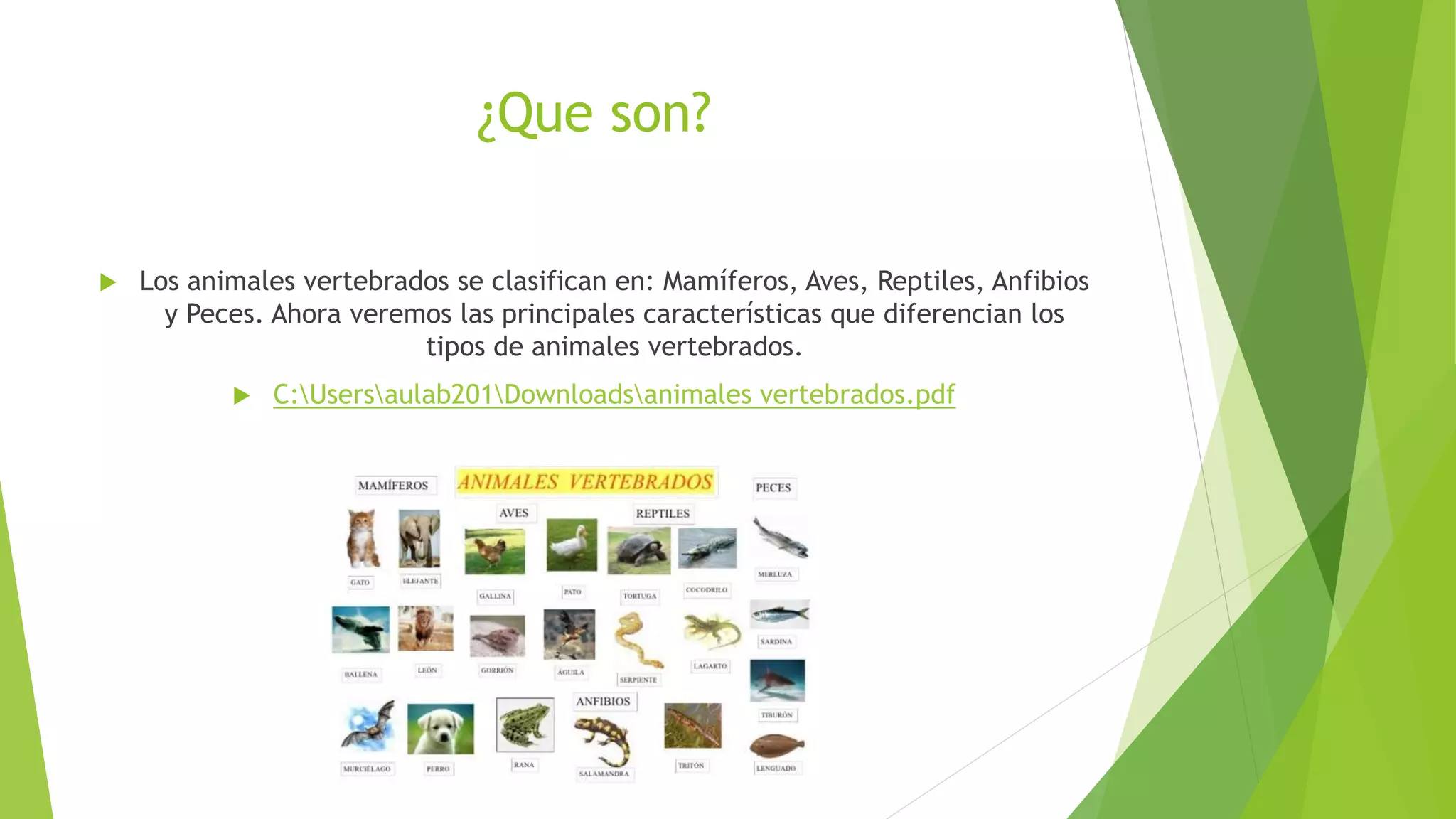 Animales vertebrados | PPT