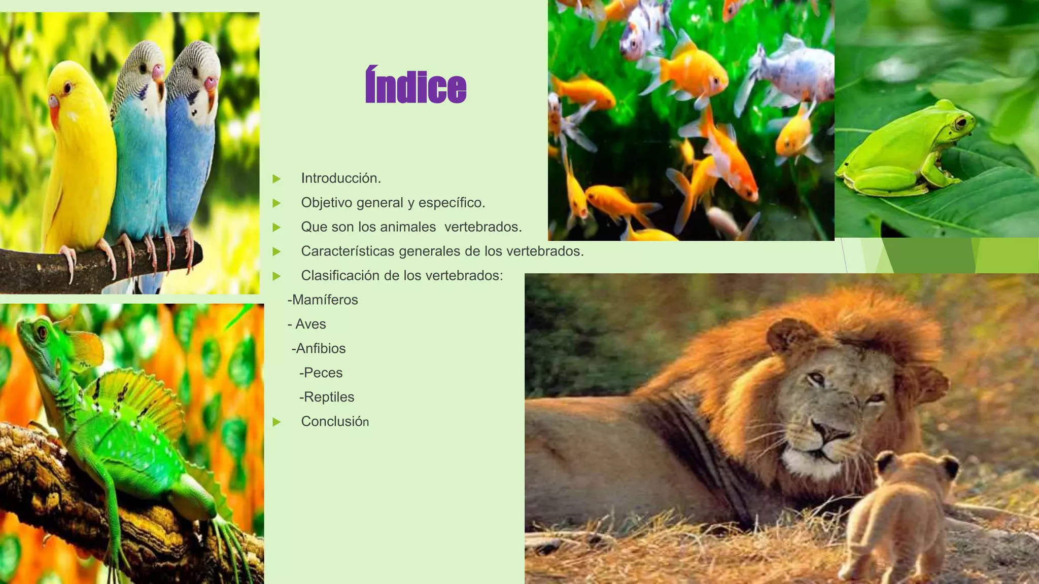 Animales vertebrados | PPT