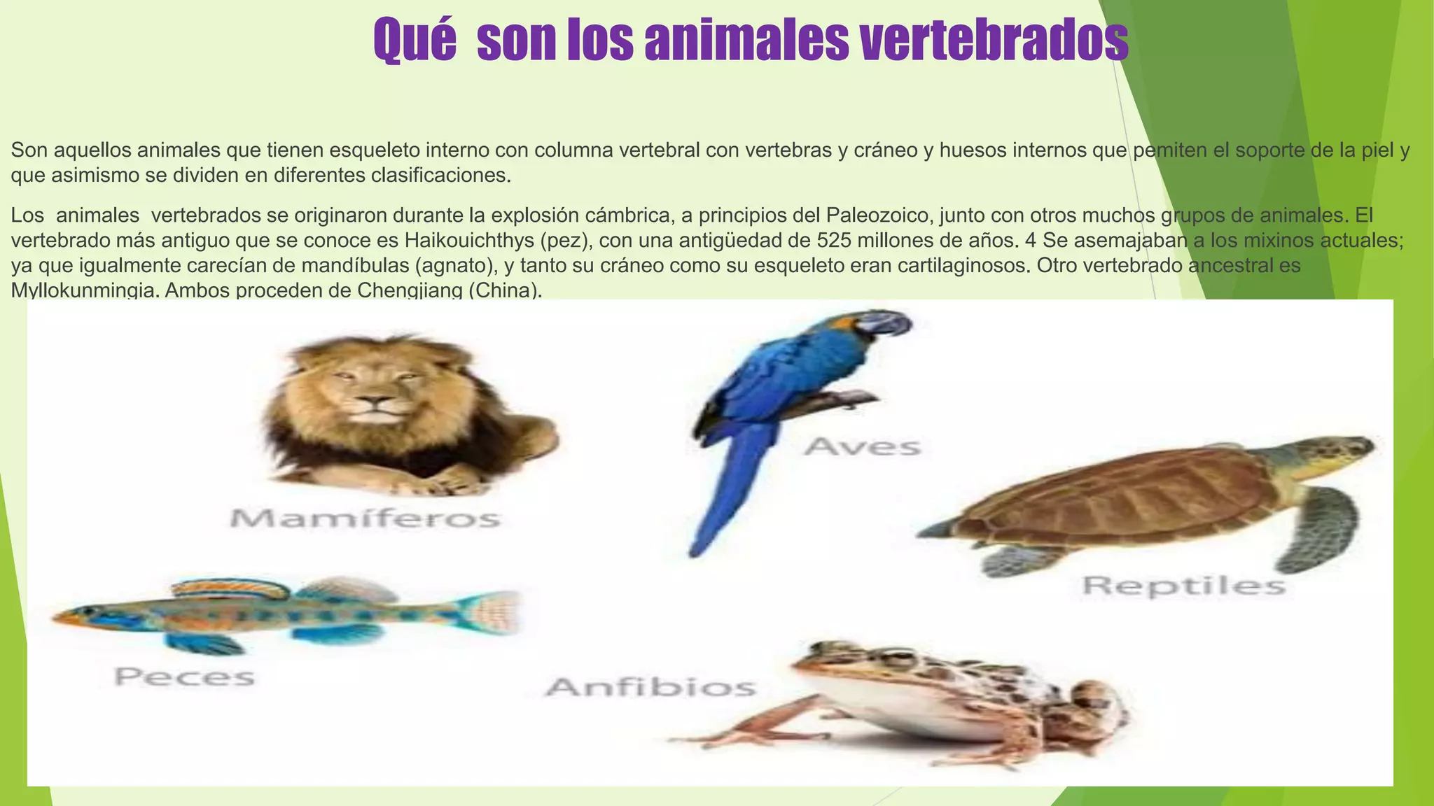 Animales vertebrados | PPT